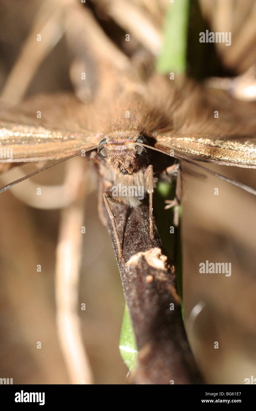 Feeler hi-res stock photography and images - Alamy