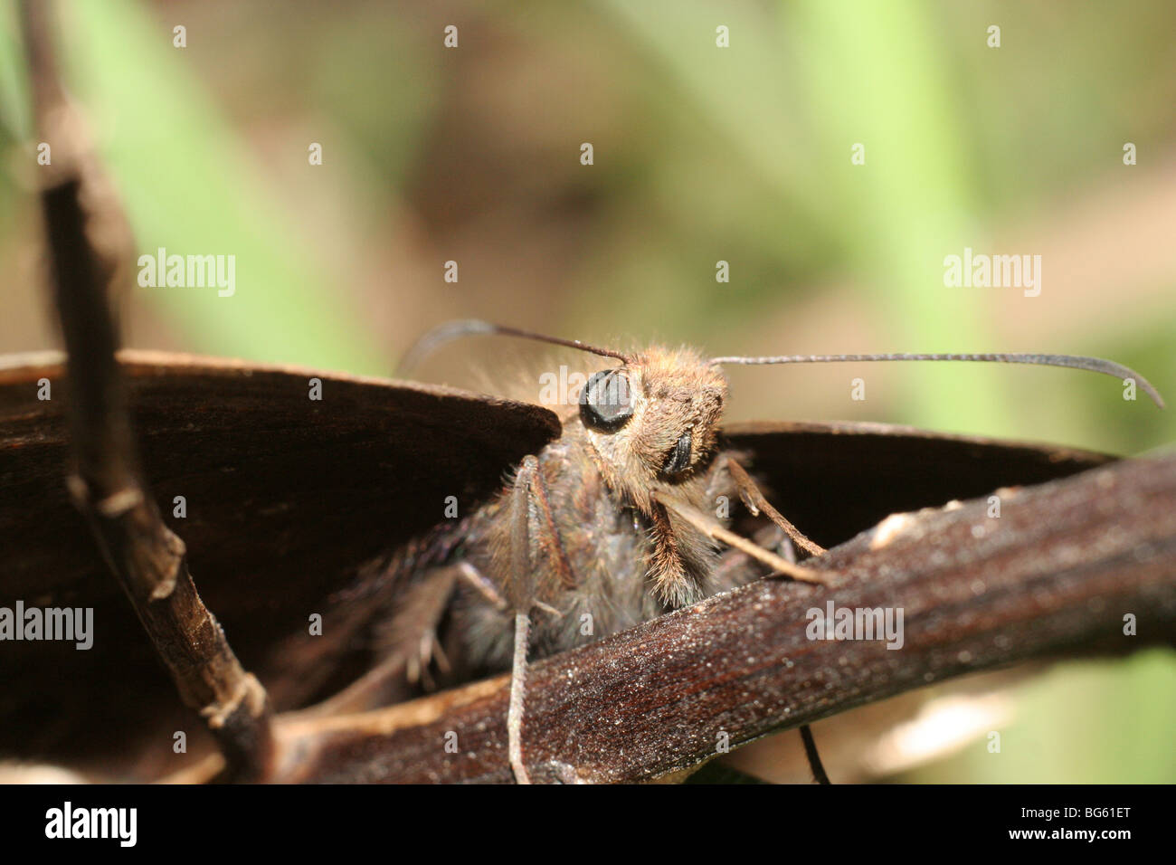 Furry antenna hi-res stock photography and images - Alamy
