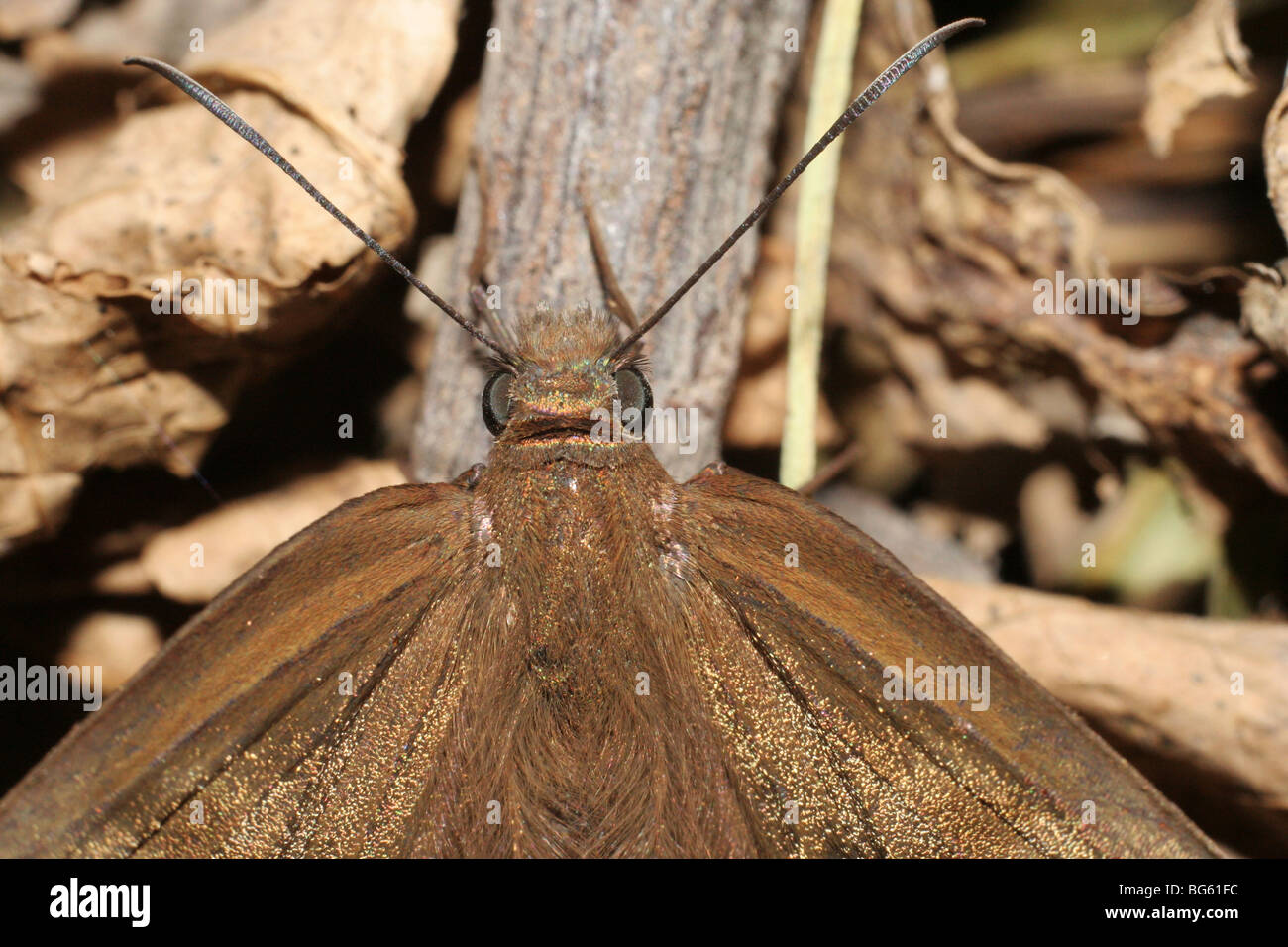 Furry antenna hi-res stock photography and images - Alamy