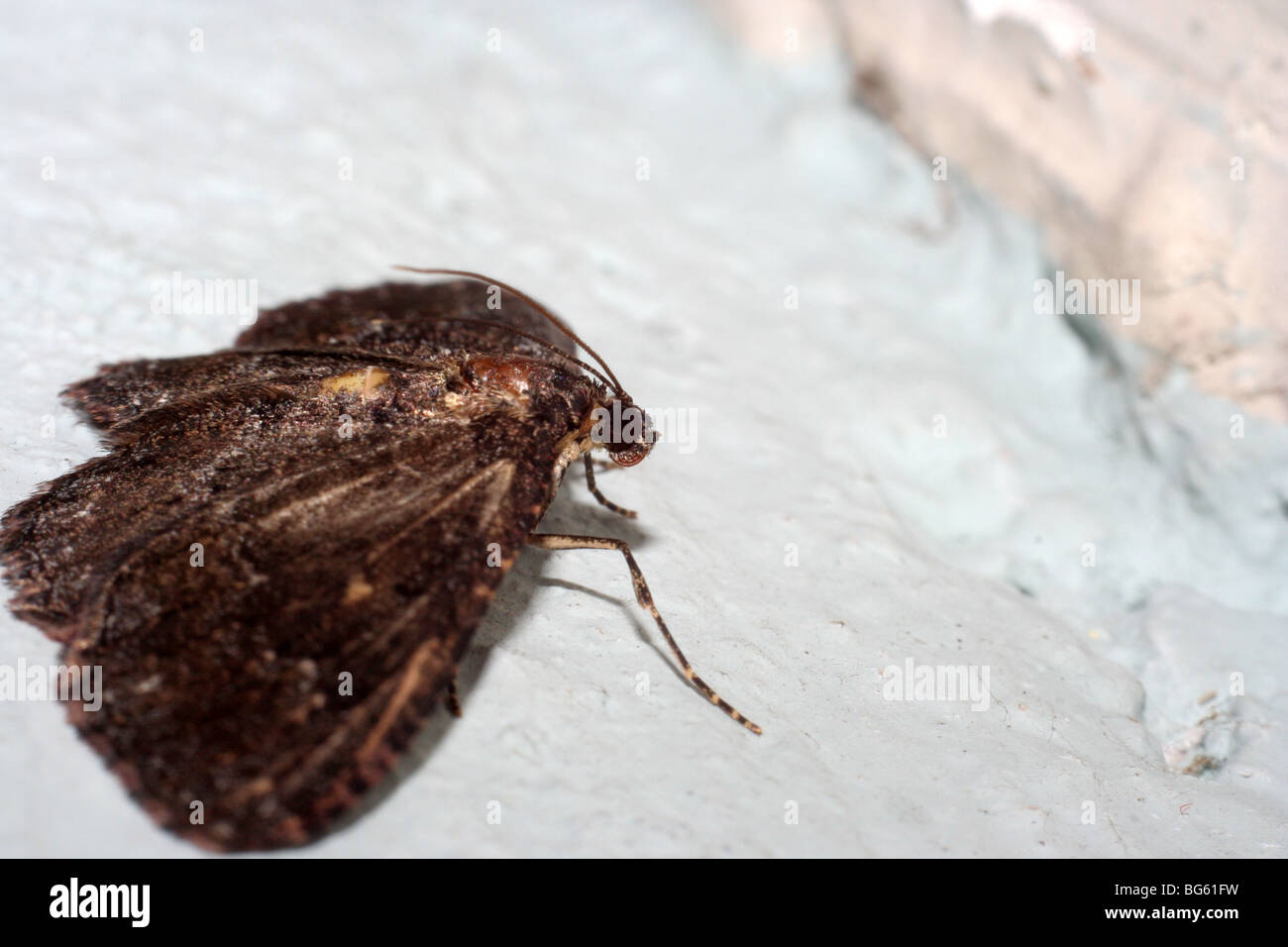 Moth leg hi-res stock photography and images - Alamy