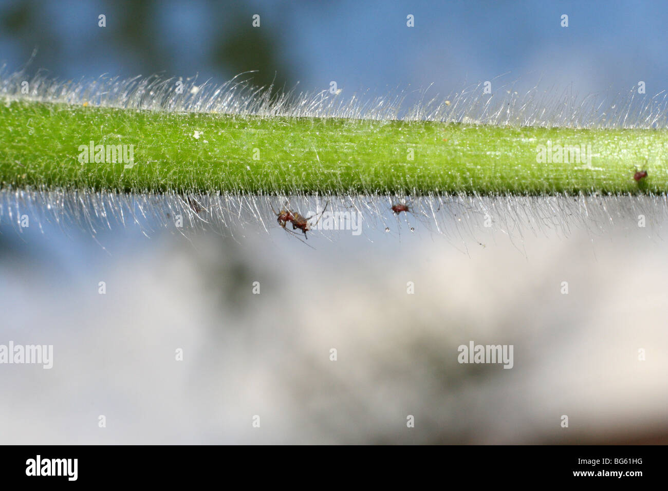 Close-up of a stem with little bugs Stock Photo - Alamy