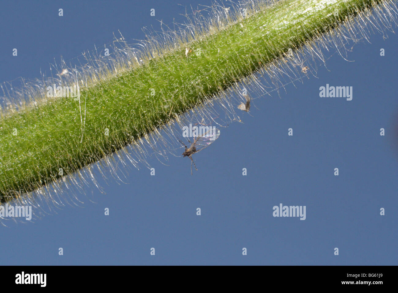 Close-up of a stem with little bugs Stock Photo - Alamy