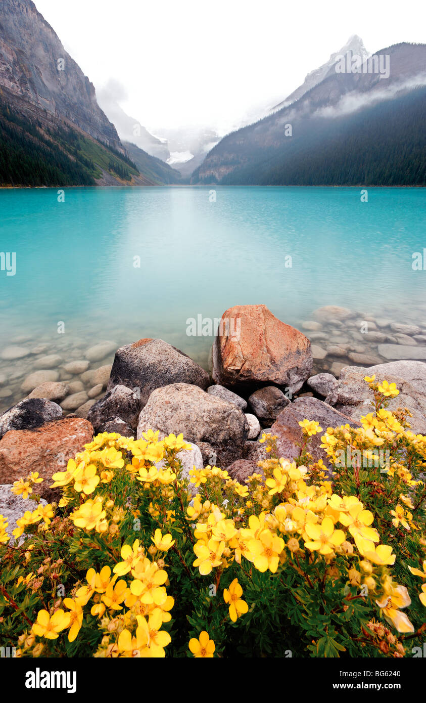 Lake louise banff flowers hi-res stock photography and images - Alamy