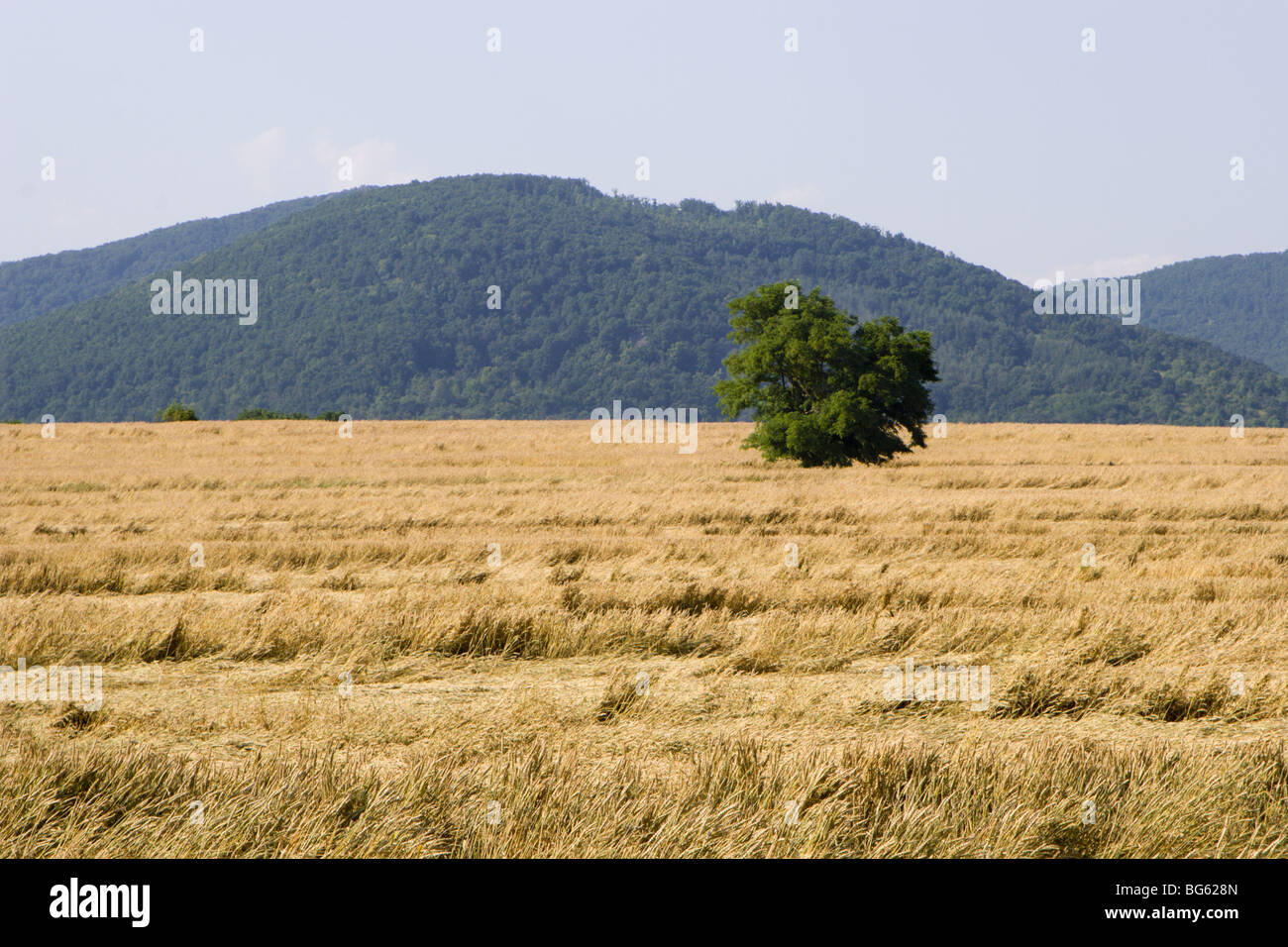 tree in the acre of grain Stock Photo - Alamy