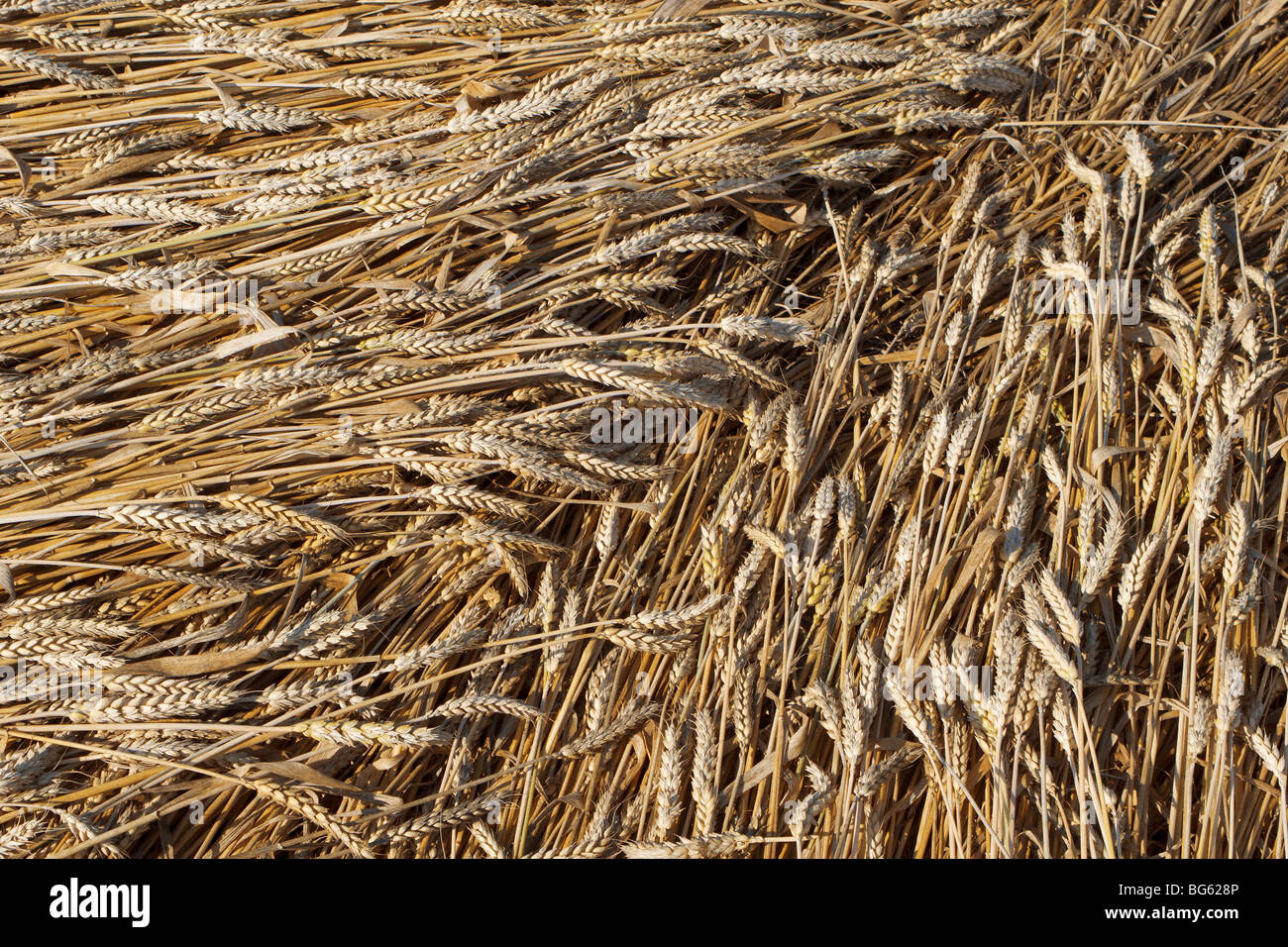 grain after storm Stock Photo - Alamy