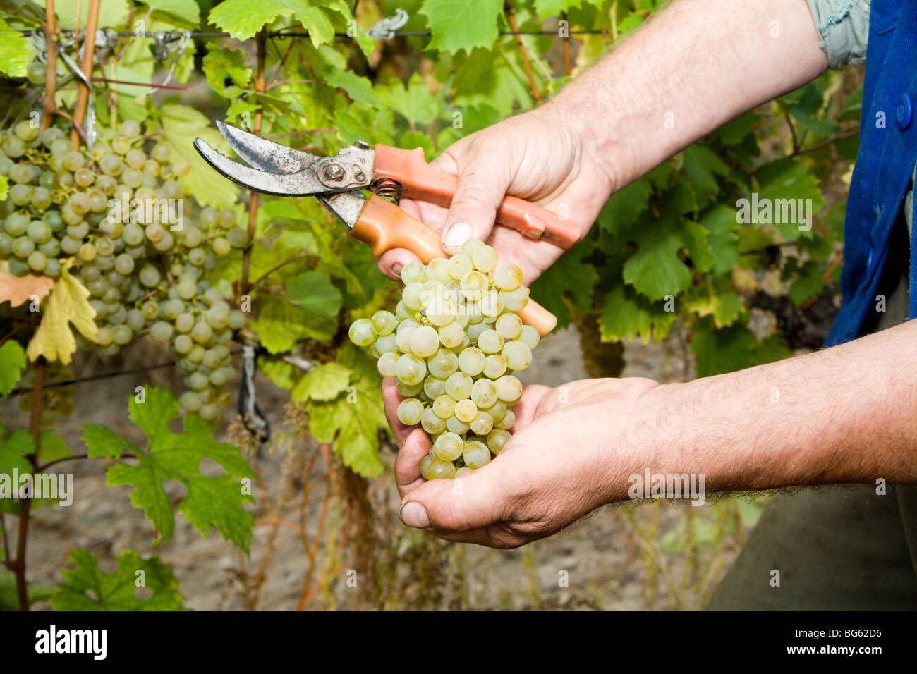 hands of vintner by the vintage Stock Photo - Alamy