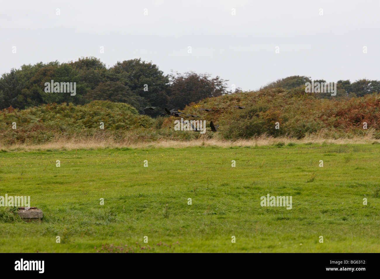 Glossy ibis (Plegadis falcinellus) flock in flight Stock Photo - Alamy