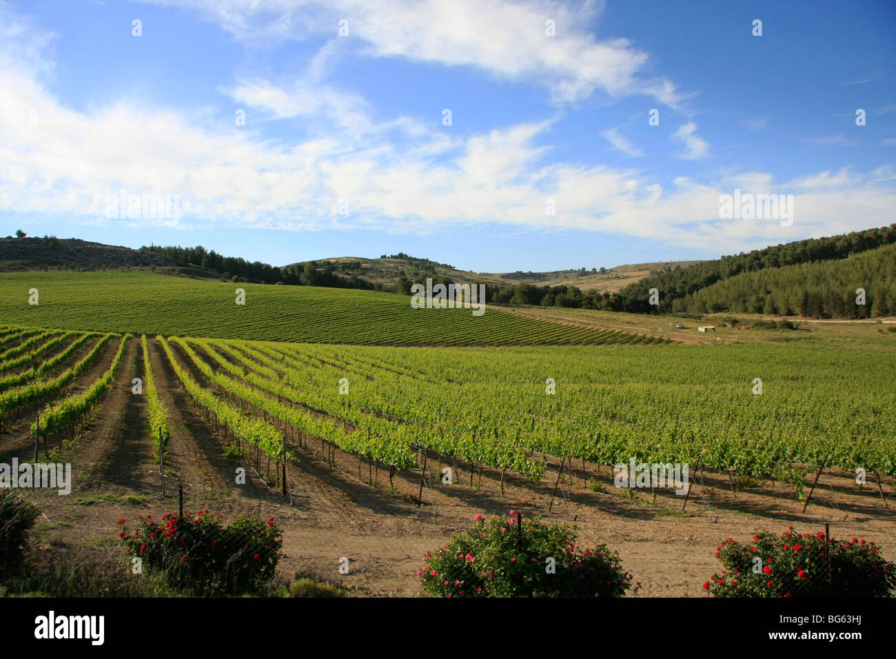 Israel vineyard hi-res stock photography and images - Alamy