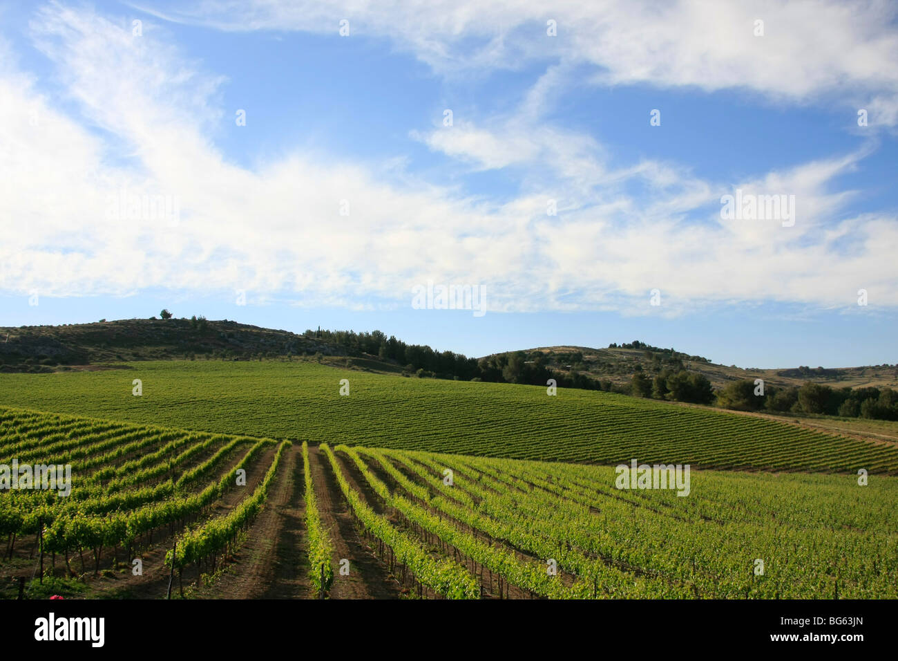 Israel Vineyard High Resolution Stock Photography and Images - Alamy