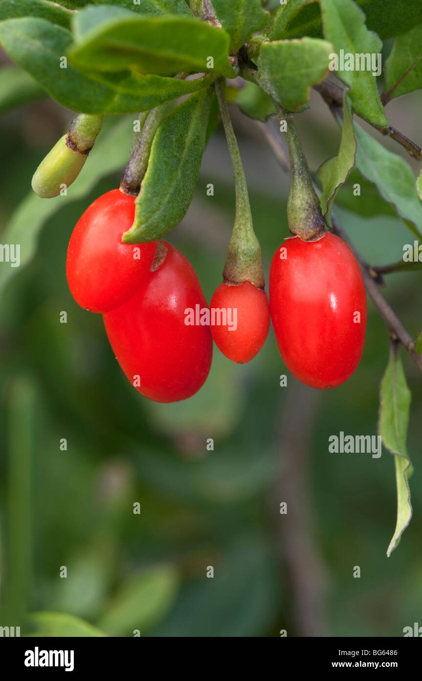 Boxthorn, Chinese Wolfberry (Lycium barbarum), twig with fruit, close ...
