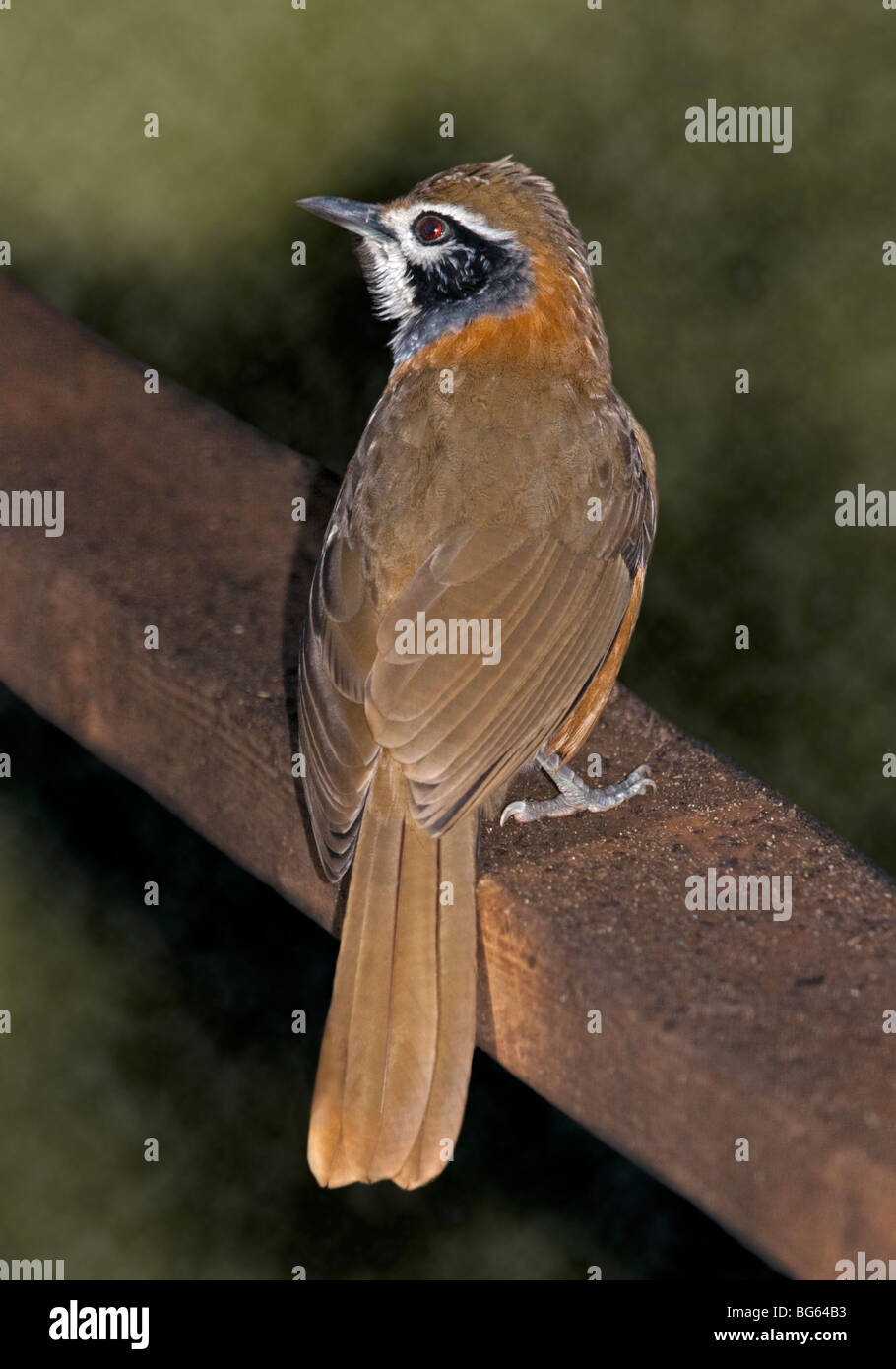 Greater Necklaced Laughingthrush (garrulax pectoralis Stock Photo - Alamy