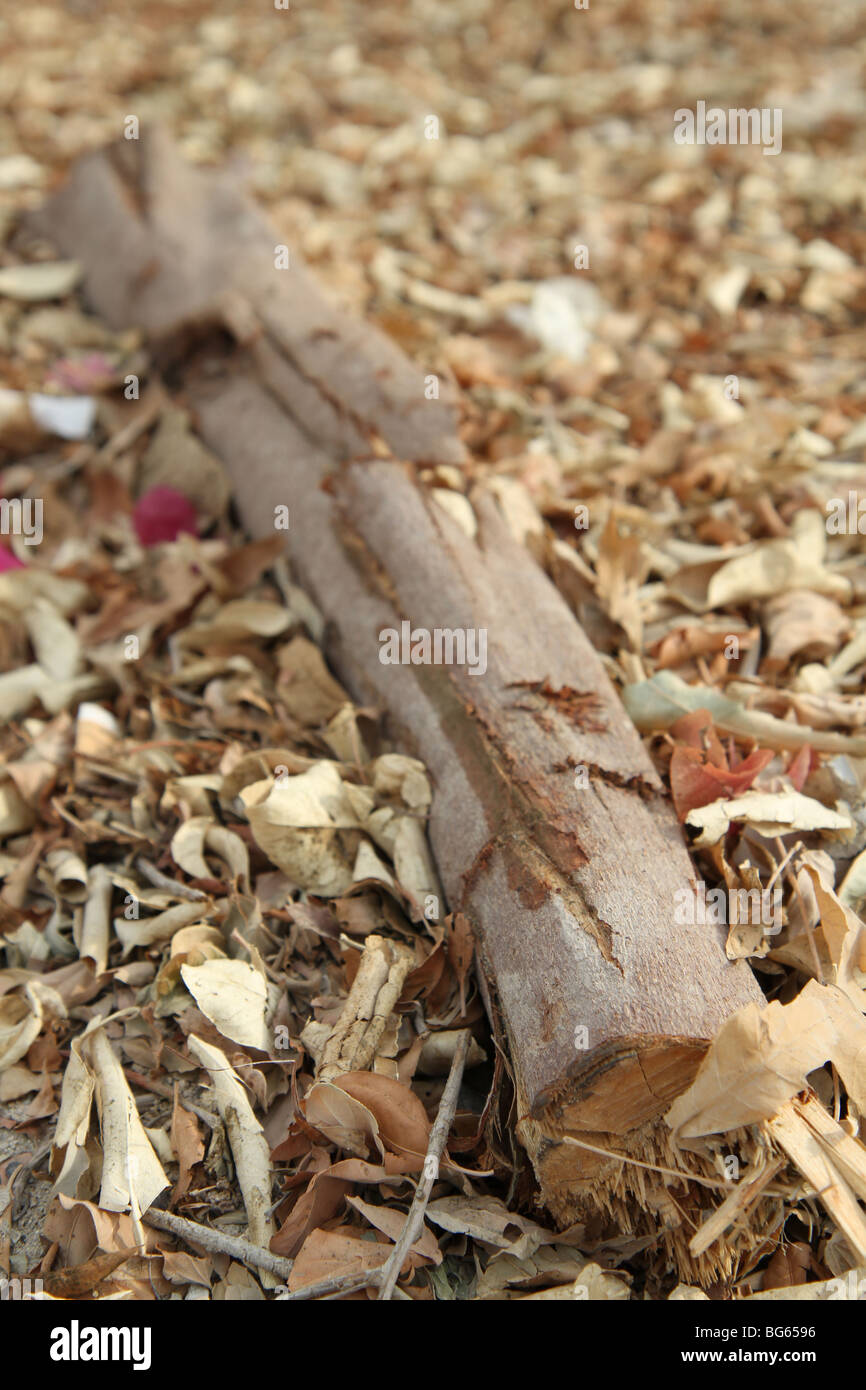 Log splinter hi-res stock photography and images - Alamy