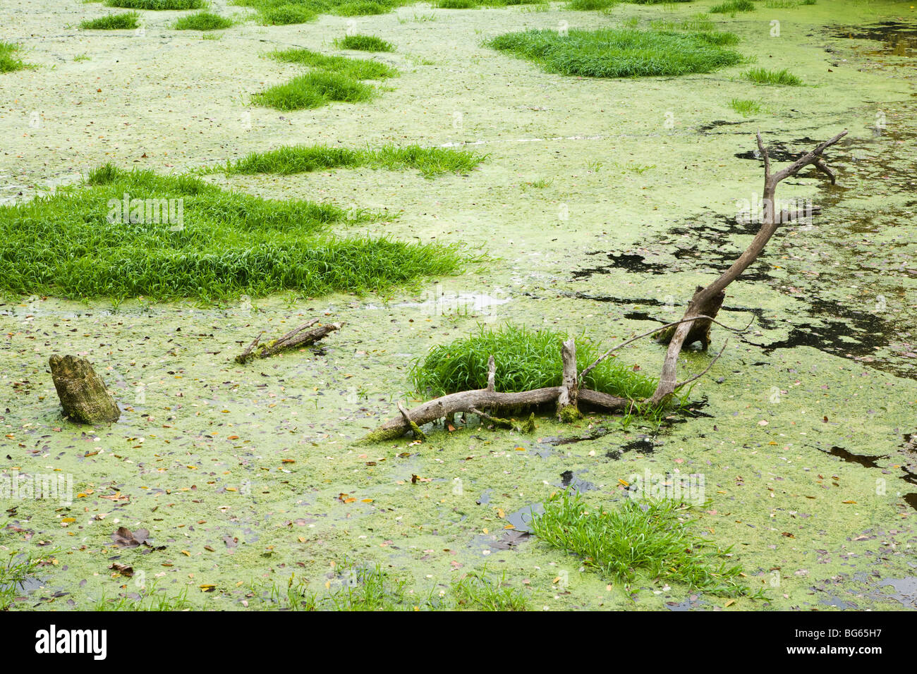 Lovech osum hi-res stock photography and images - Alamy