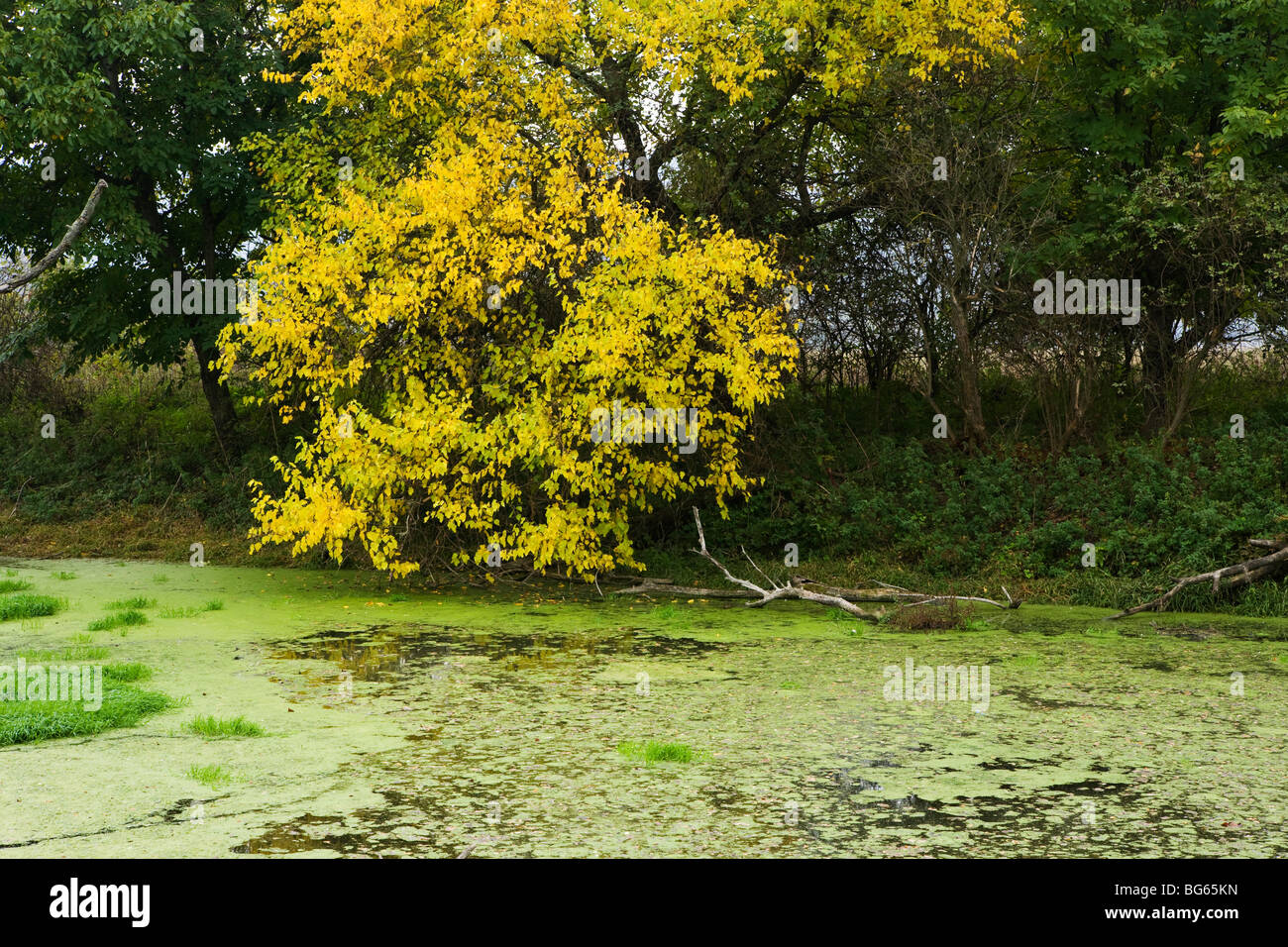 Lovech osum hi-res stock photography and images - Alamy