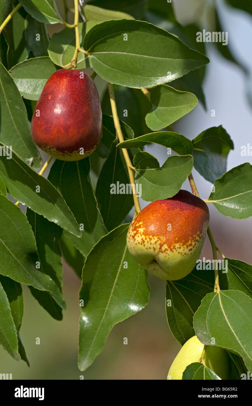 Jojoba plant hi-res stock photography and images - Alamy