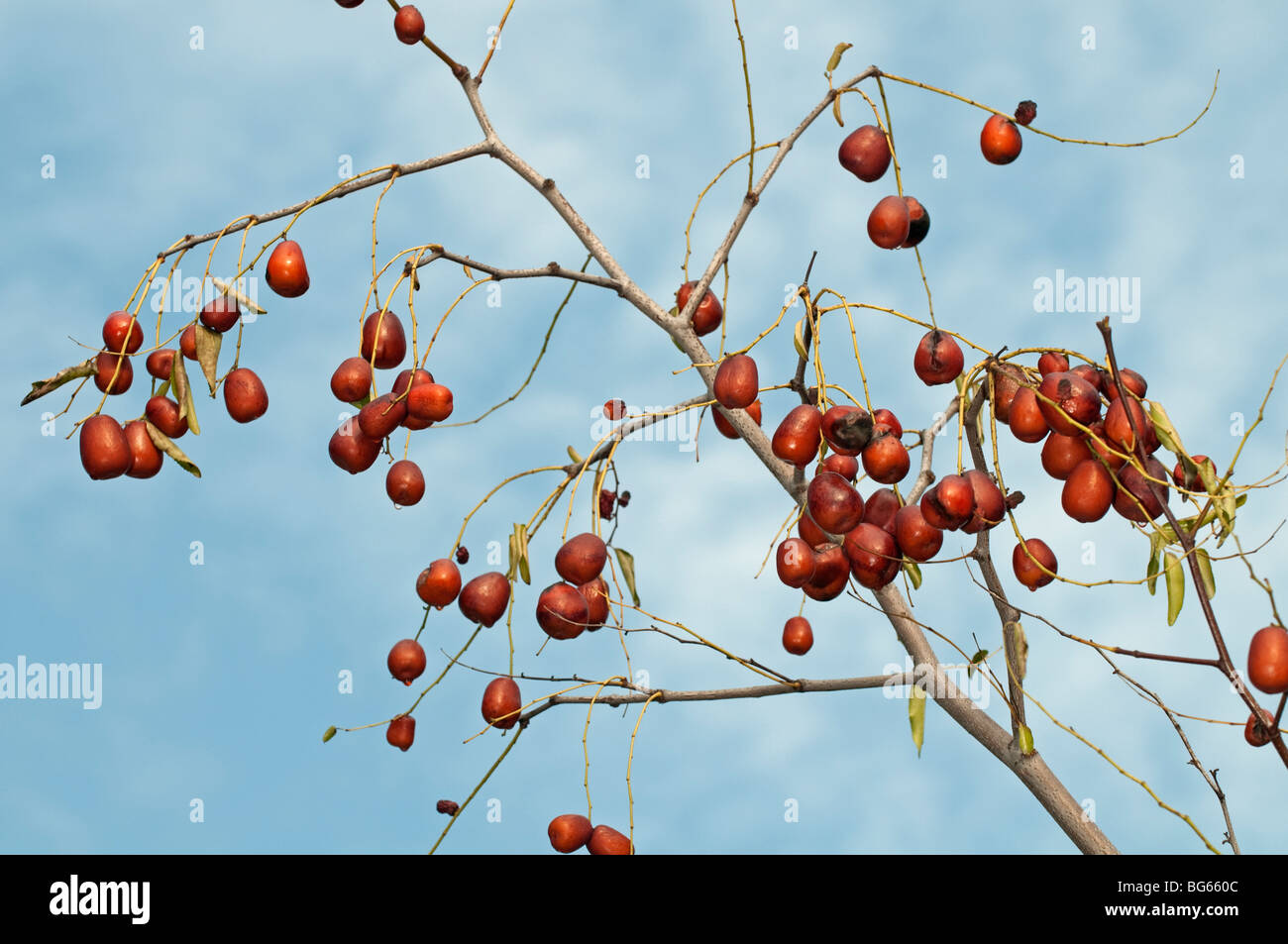 Bg660c hi-res stock photography and images - Alamy