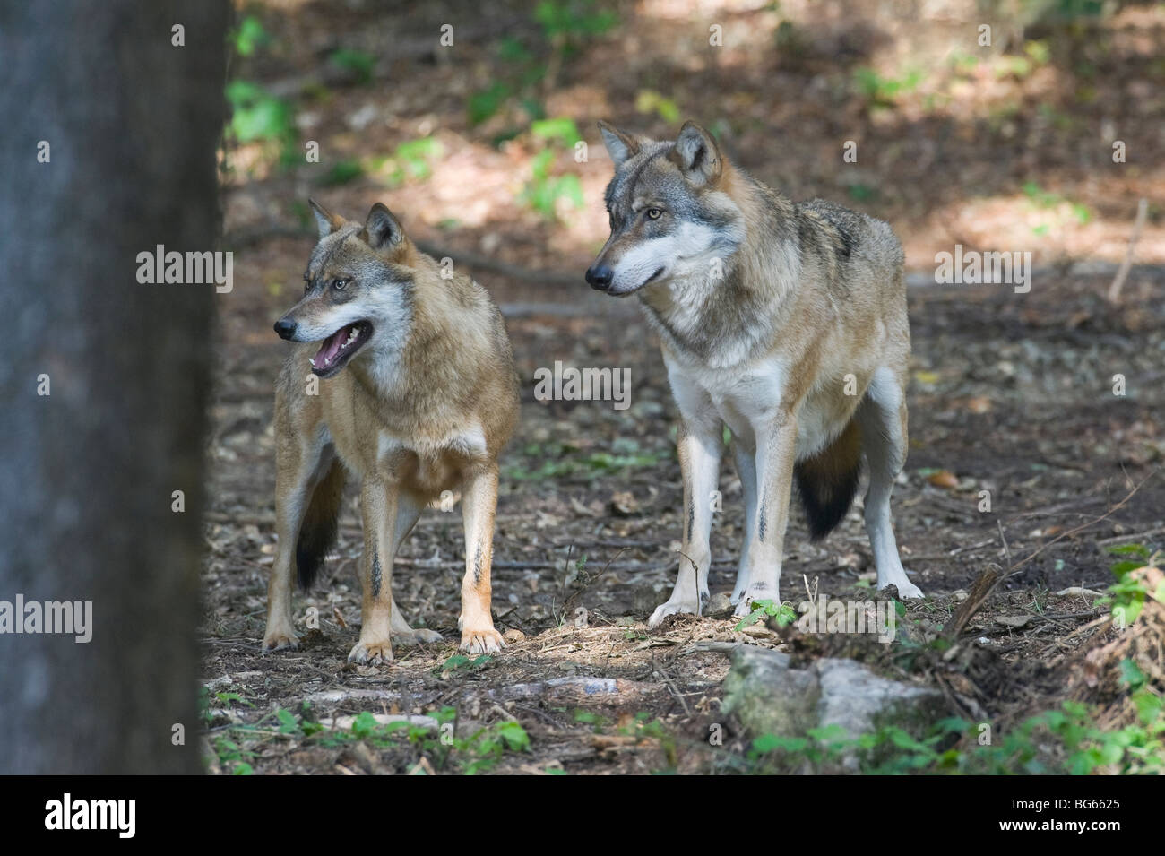 Germany, Bayerischerwald, a pair of wolves in the wood Stock Photo - Alamy