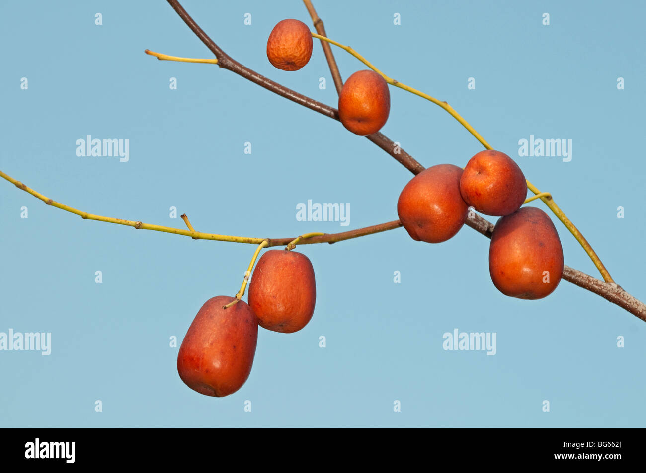 Jujube, Red Date, Chinese Date (Ziziphus jojoba). The ripe fruit stay ...