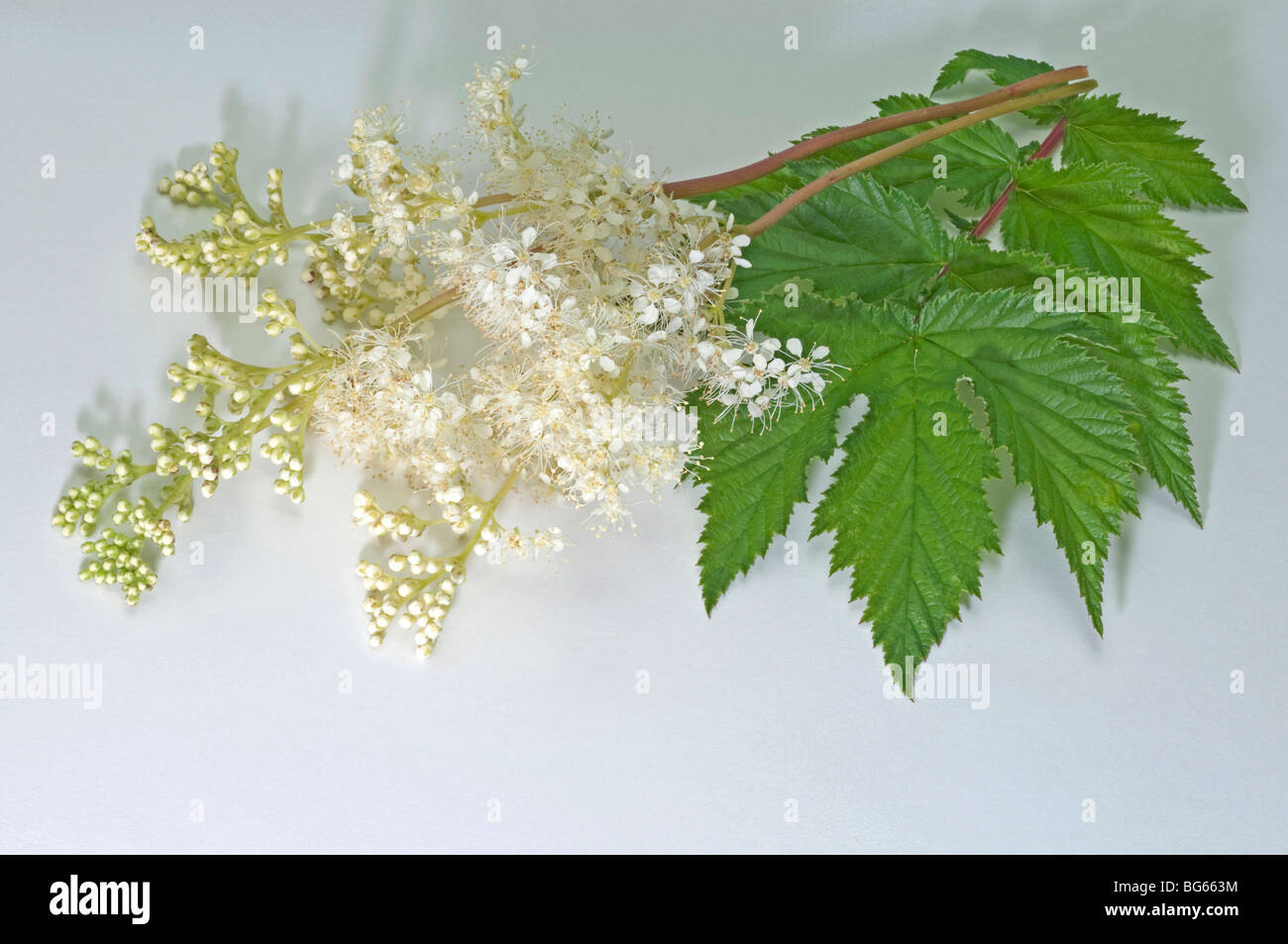 Meadowsweet (Filipendula ulmaria). Flowering twigs with leaf, studio ...