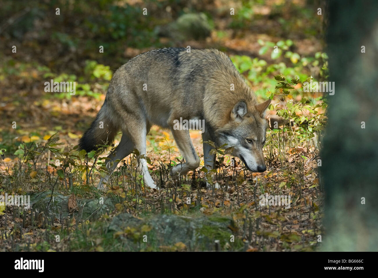 Wolf sniffing hi-res stock photography and images - Alamy