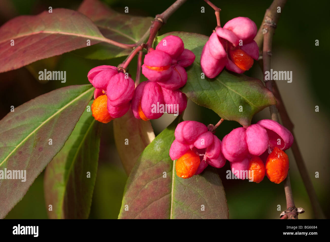 Common Spindle (Euonymus europaeus Red Cascade), twig with ripe fruit ...