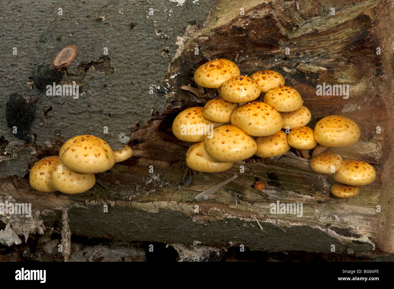 Scaly Pholiota (Pholiota squarrosa Stock Photo - Alamy