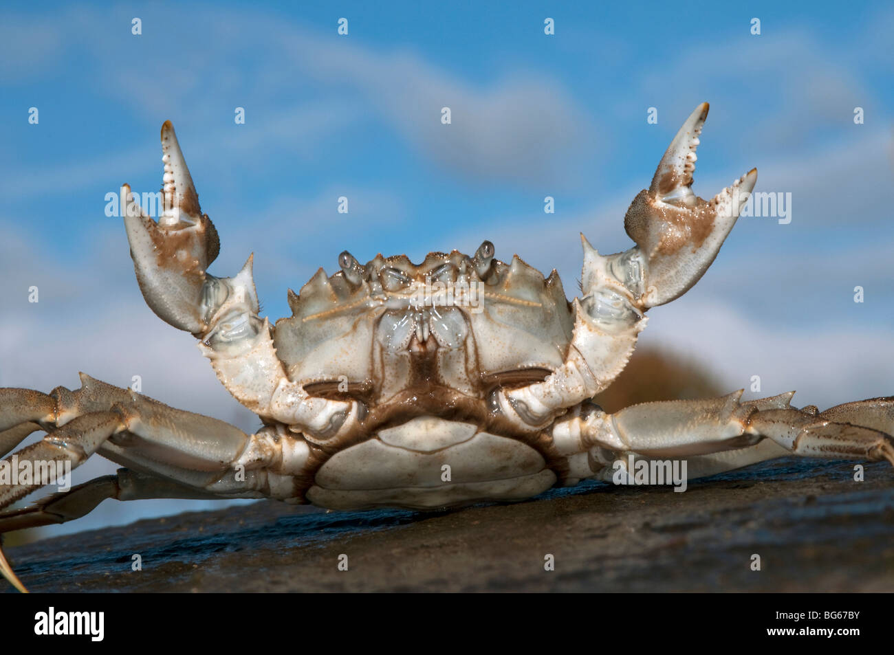 Chinese Mitten Crab (Eriocheir sinensis), female in defensive posture ...