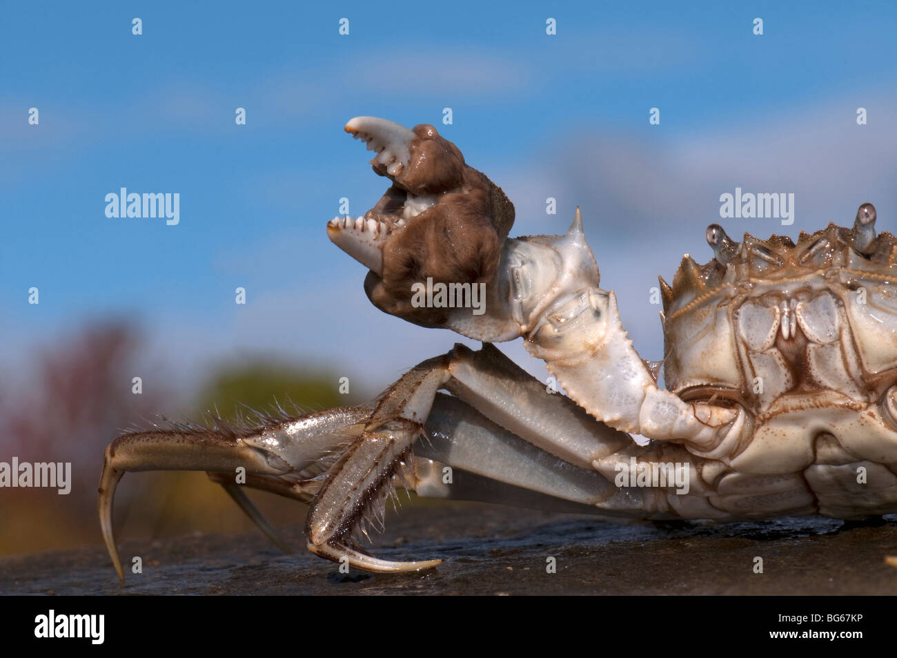 Chinese Mitten Crab (Eriocheir sinensis), detail of male with hairy ...