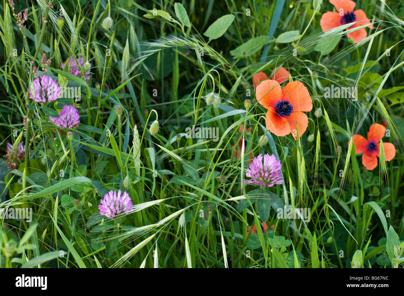 Poppies and seedheads hi-res stock photography and images - Alamy