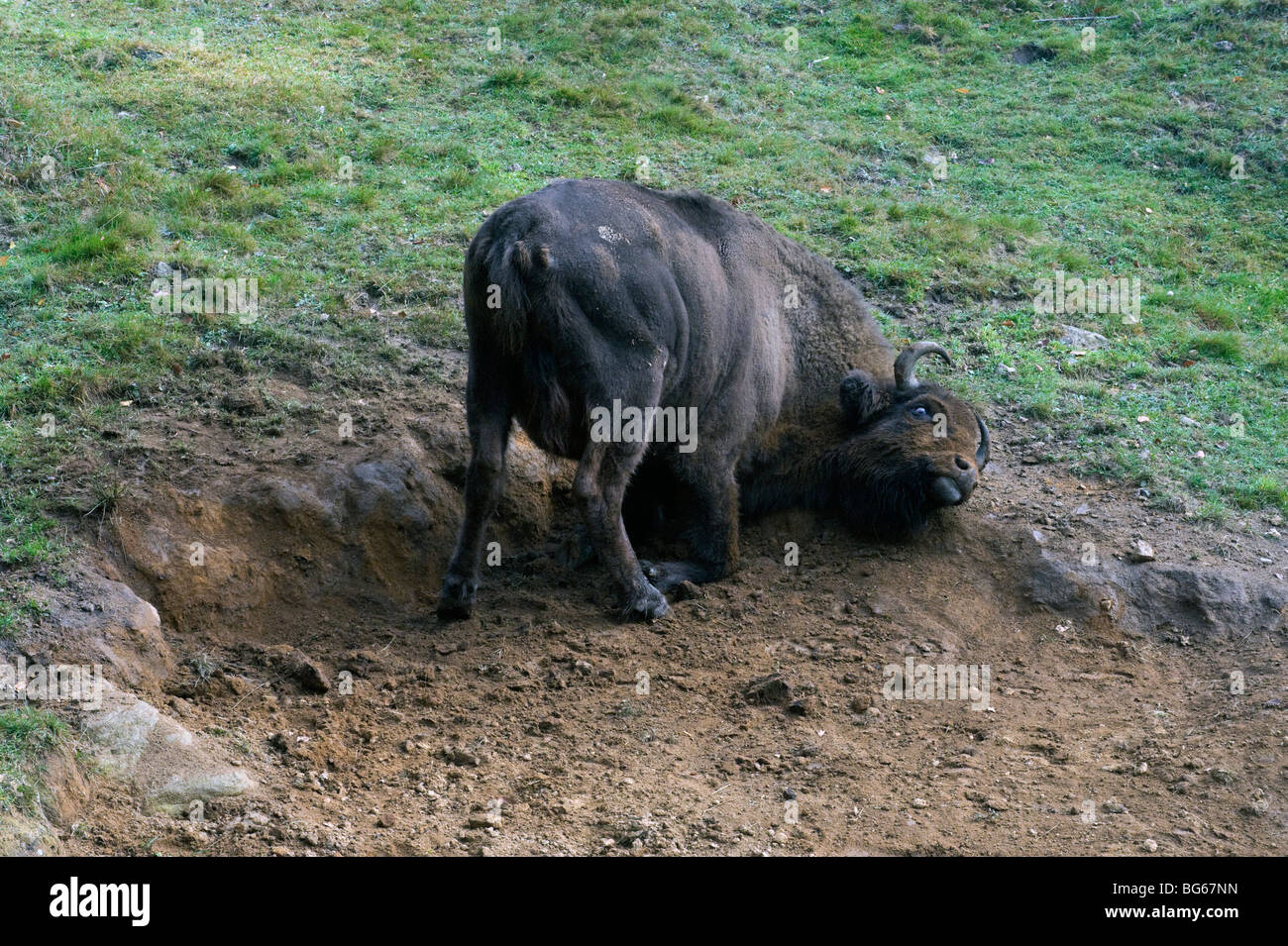 Bayerischerwald High Resolution Stock Photography and Images - Alamy
