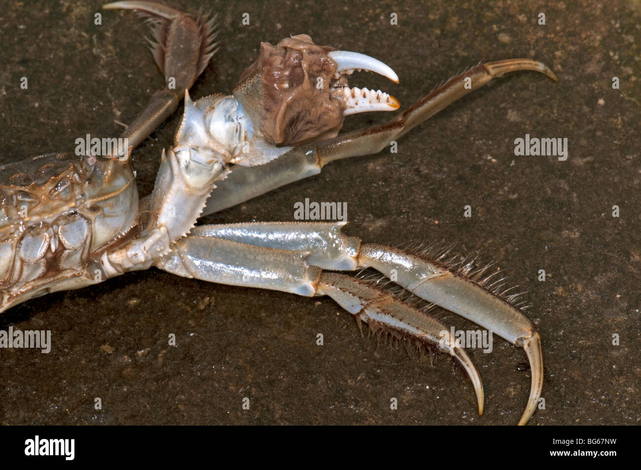Chinese Mitten Crab (Eriocheir sinensis), detail of male with hairy ...