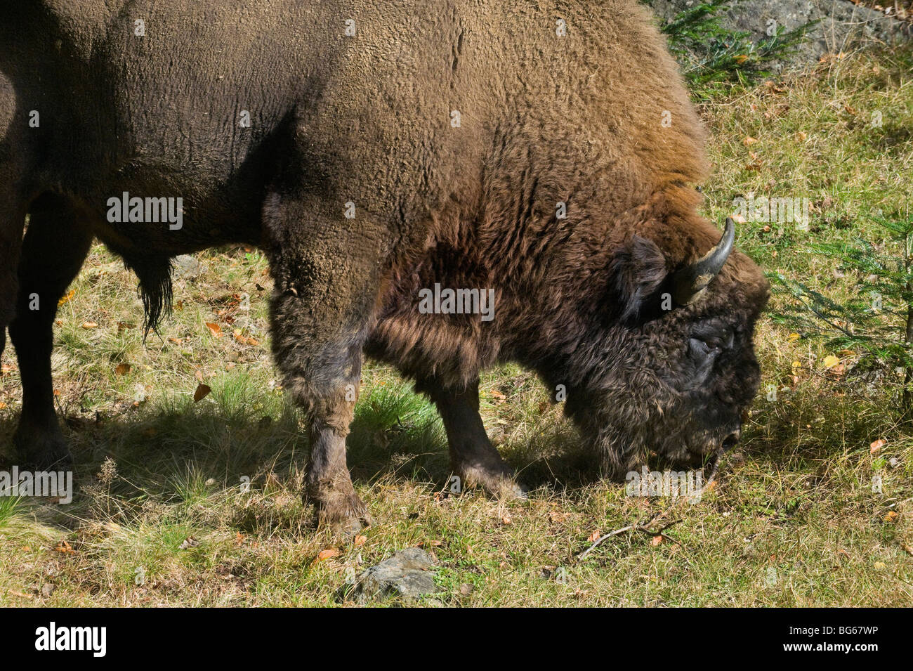 Germany, Bayerischerwald, a male of european bison eating Stock Photo ...