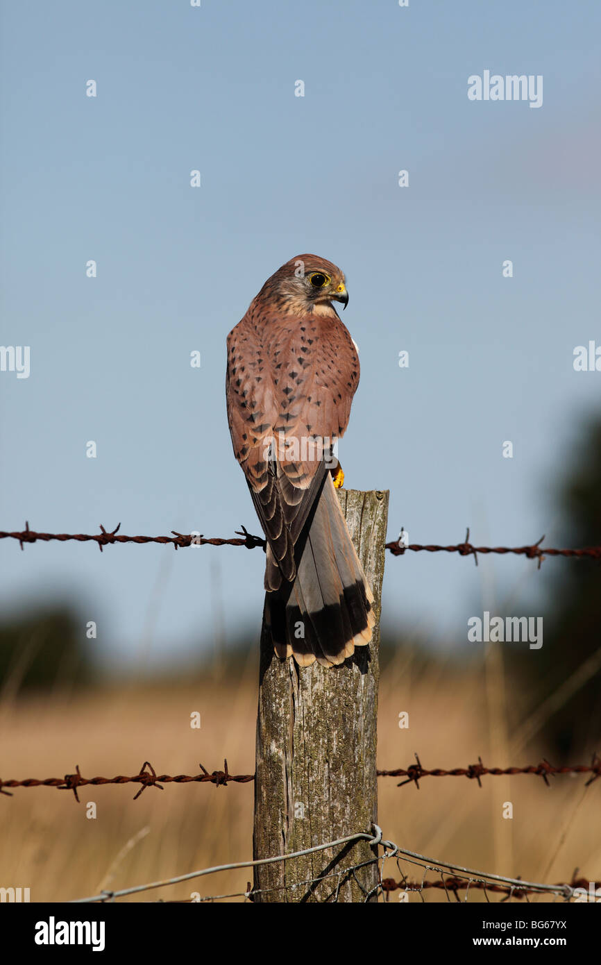 Back view kestrel hi-res stock photography and images - Alamy