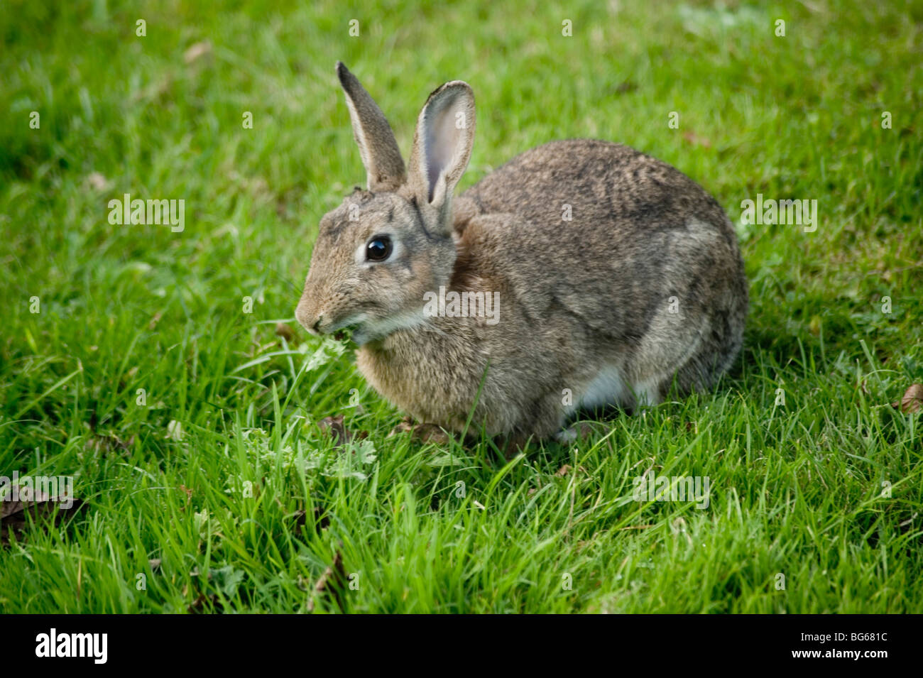 Bunny chewing hi-res stock photography and images - Alamy