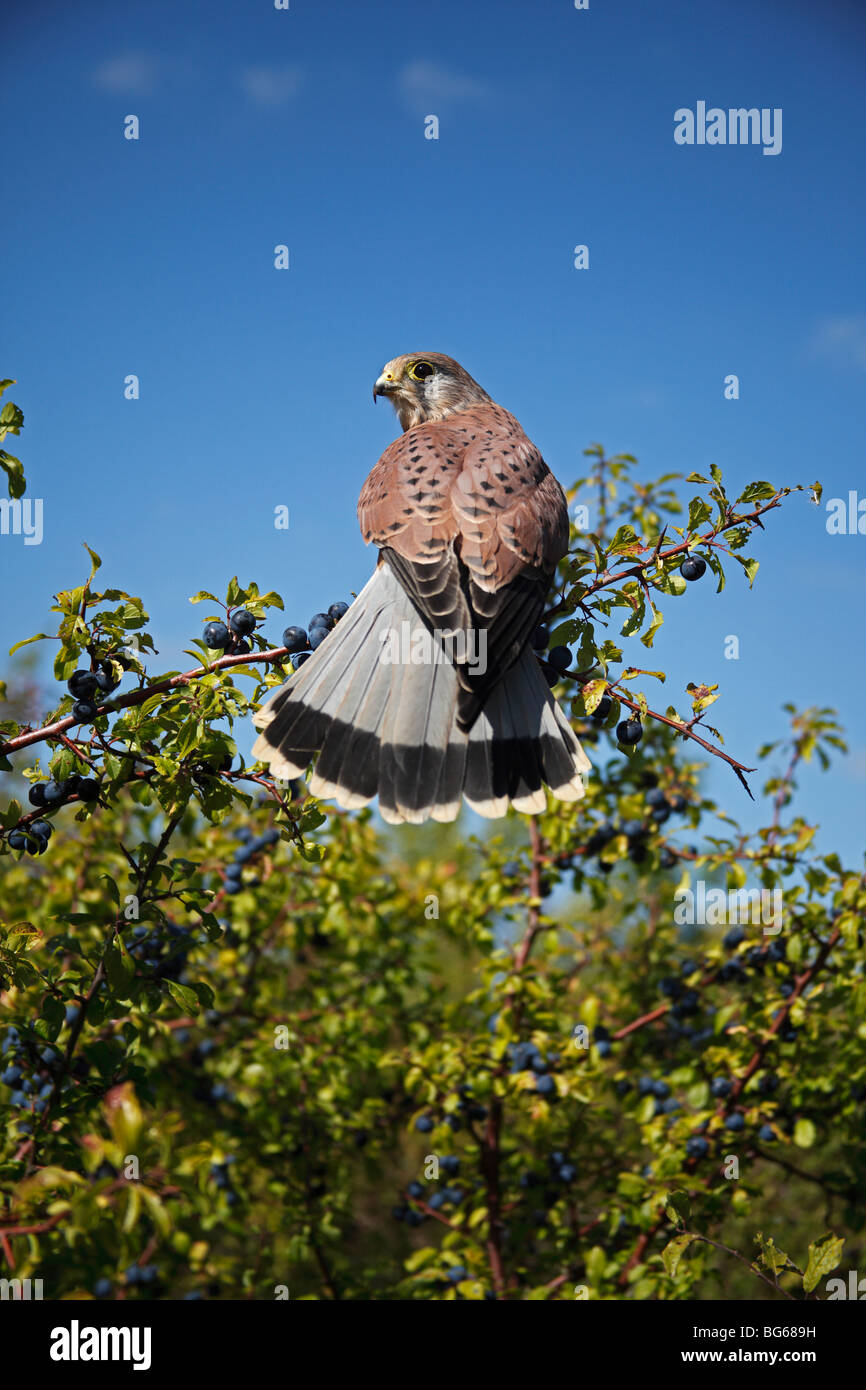 Back view kestrel hi-res stock photography and images - Alamy