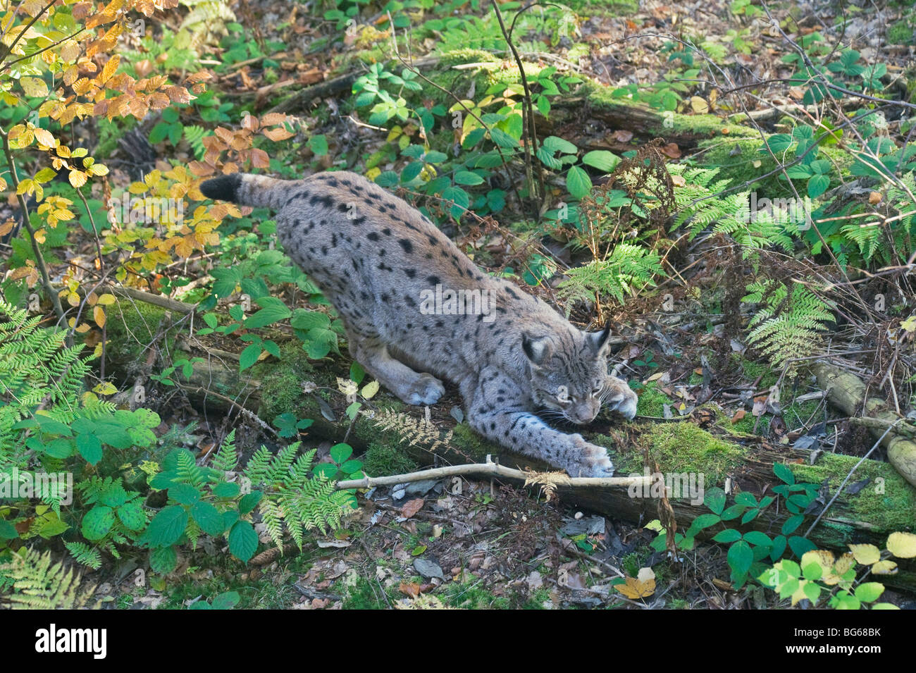 Germany, Bayerischerwald, a lynx marking the territory with its claws ...