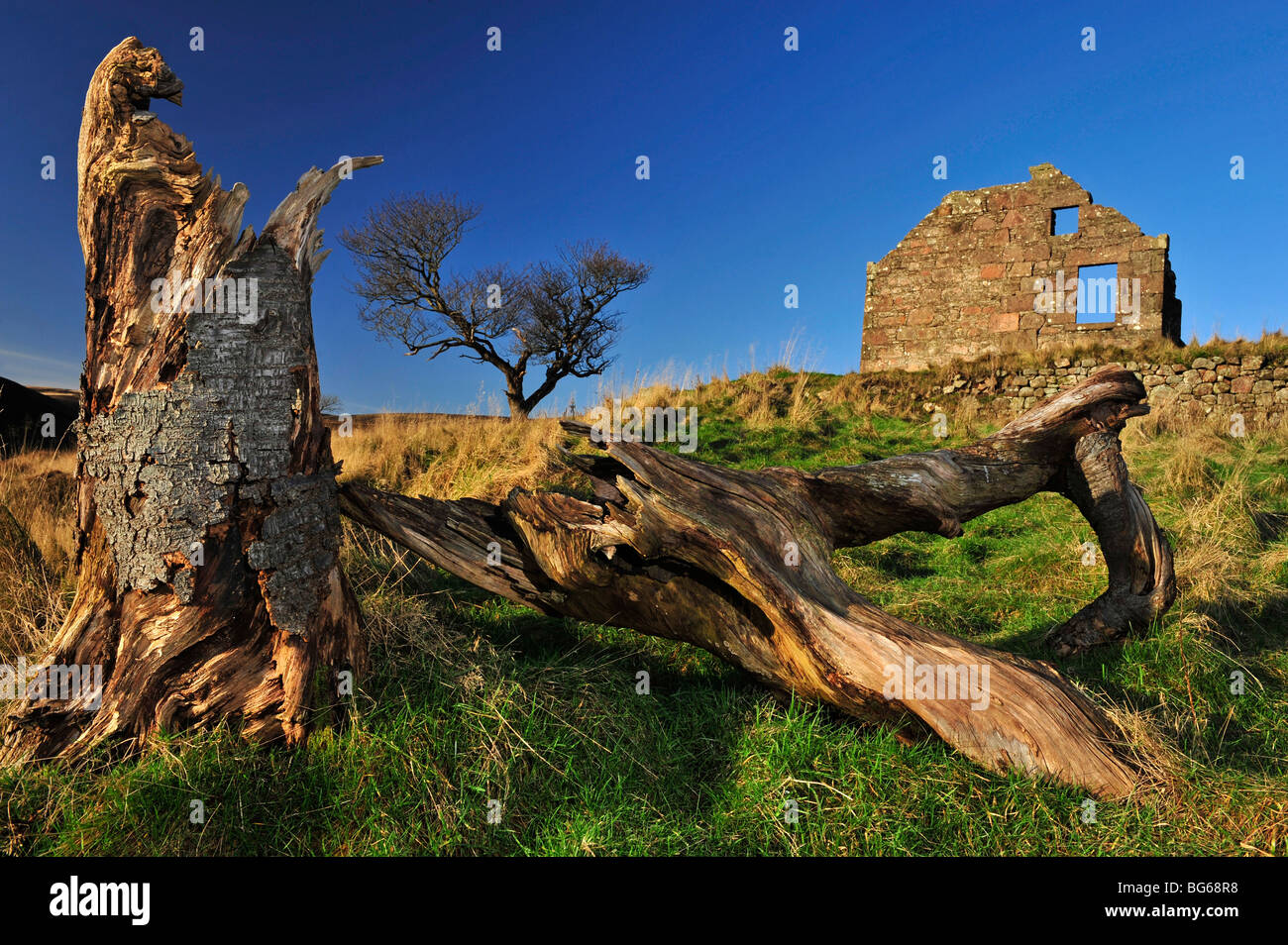 Dead tree and derelict building Stock Photo - Alamy