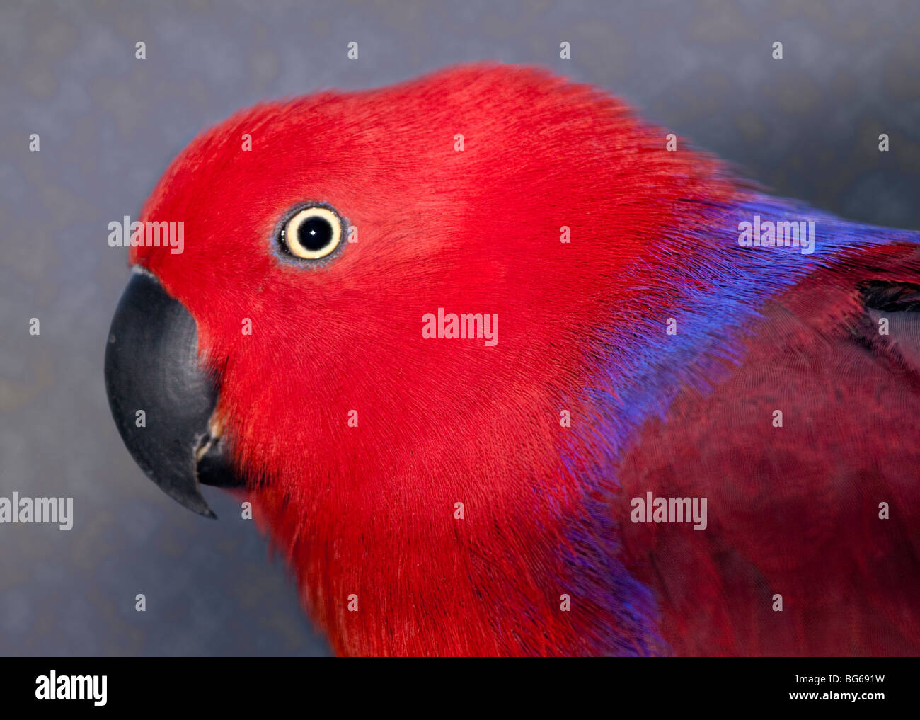Eclectus Parrot (eclectus roratus) female Stock Photo - Alamy