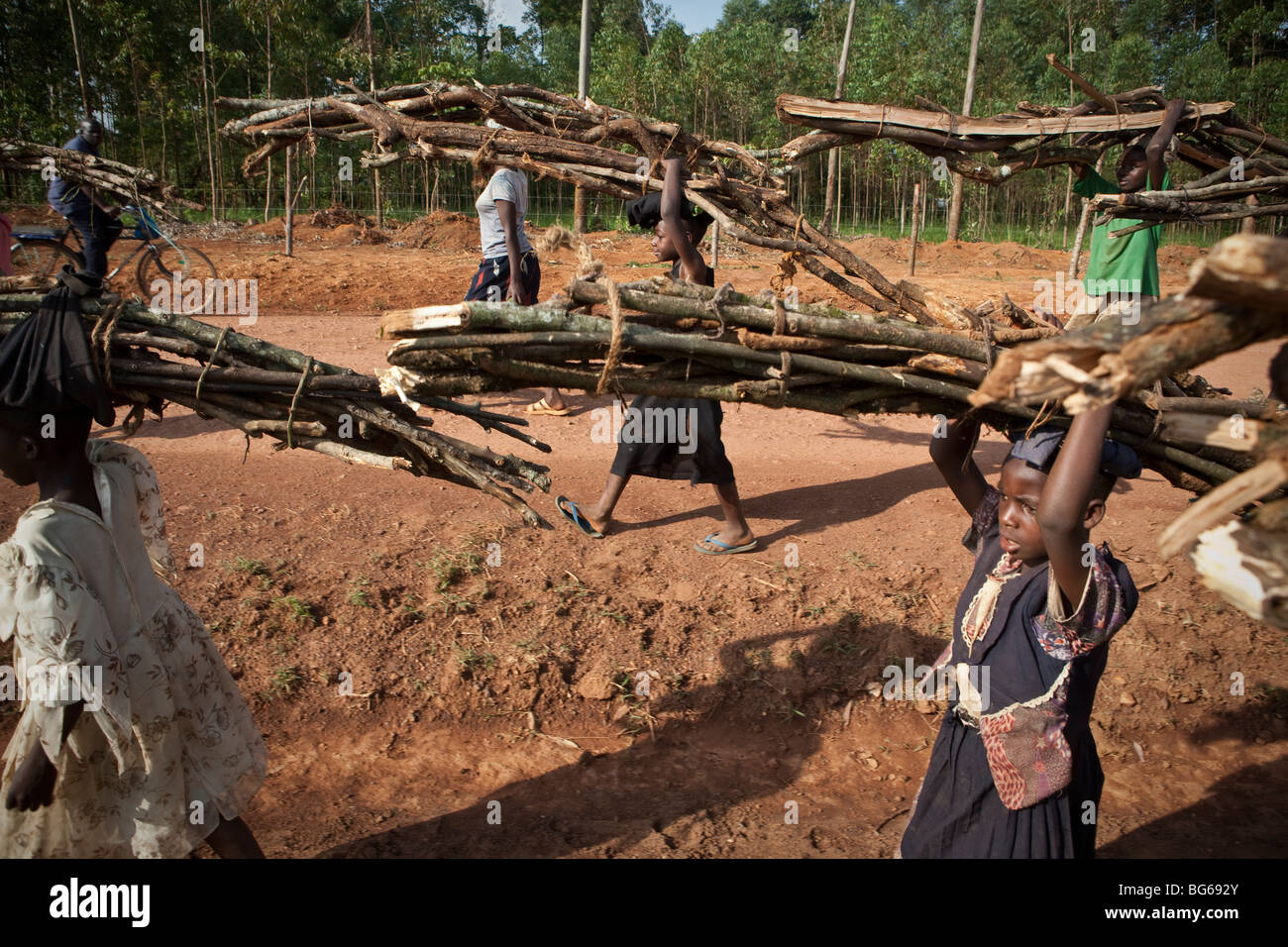 African rainforest deforestation hi-res stock photography and images ...