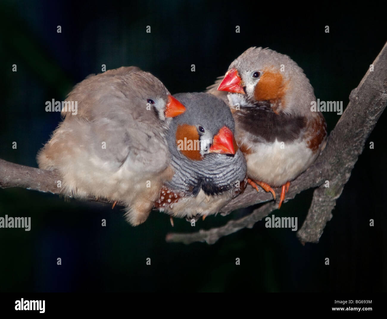 White Zebra Finch Pair