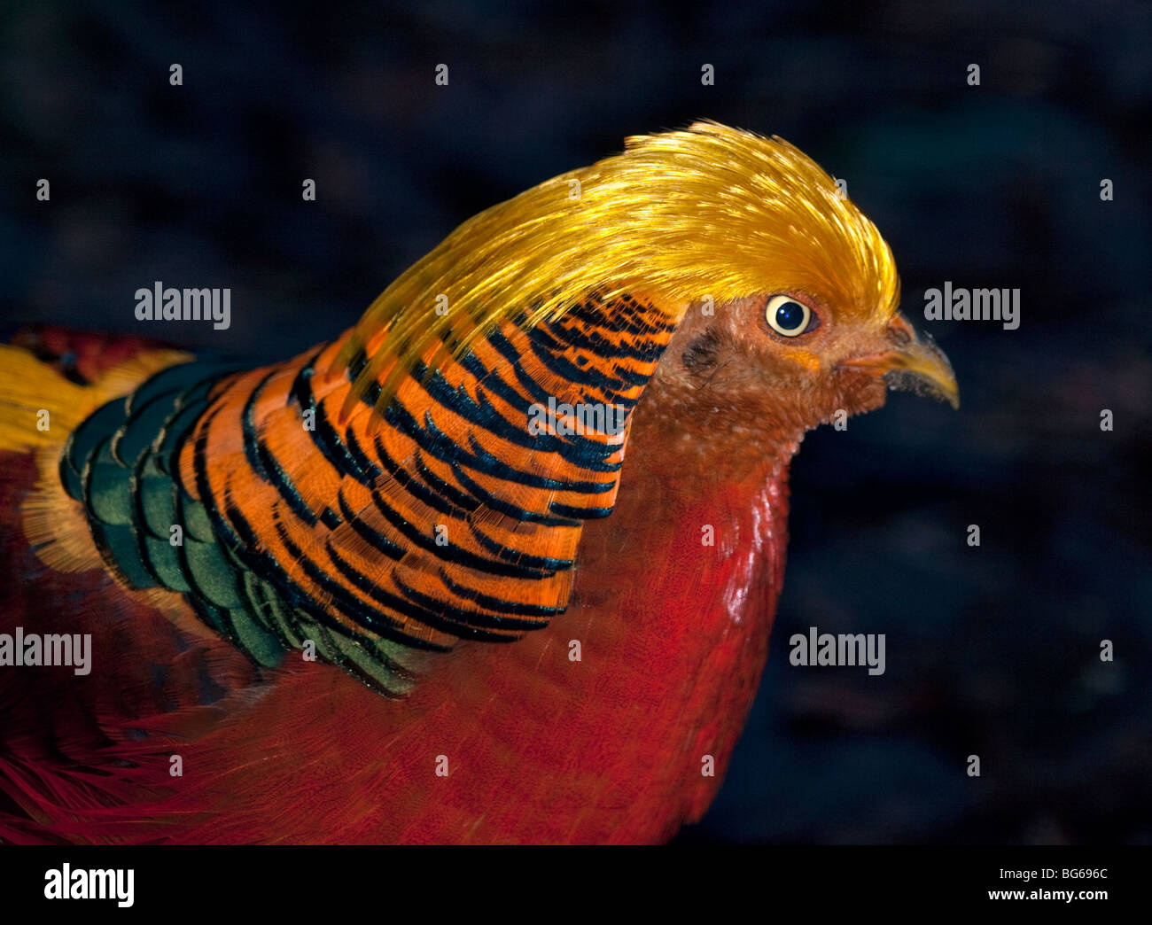 Golden Pheasant (chrysolophus pictus Stock Photo - Alamy
