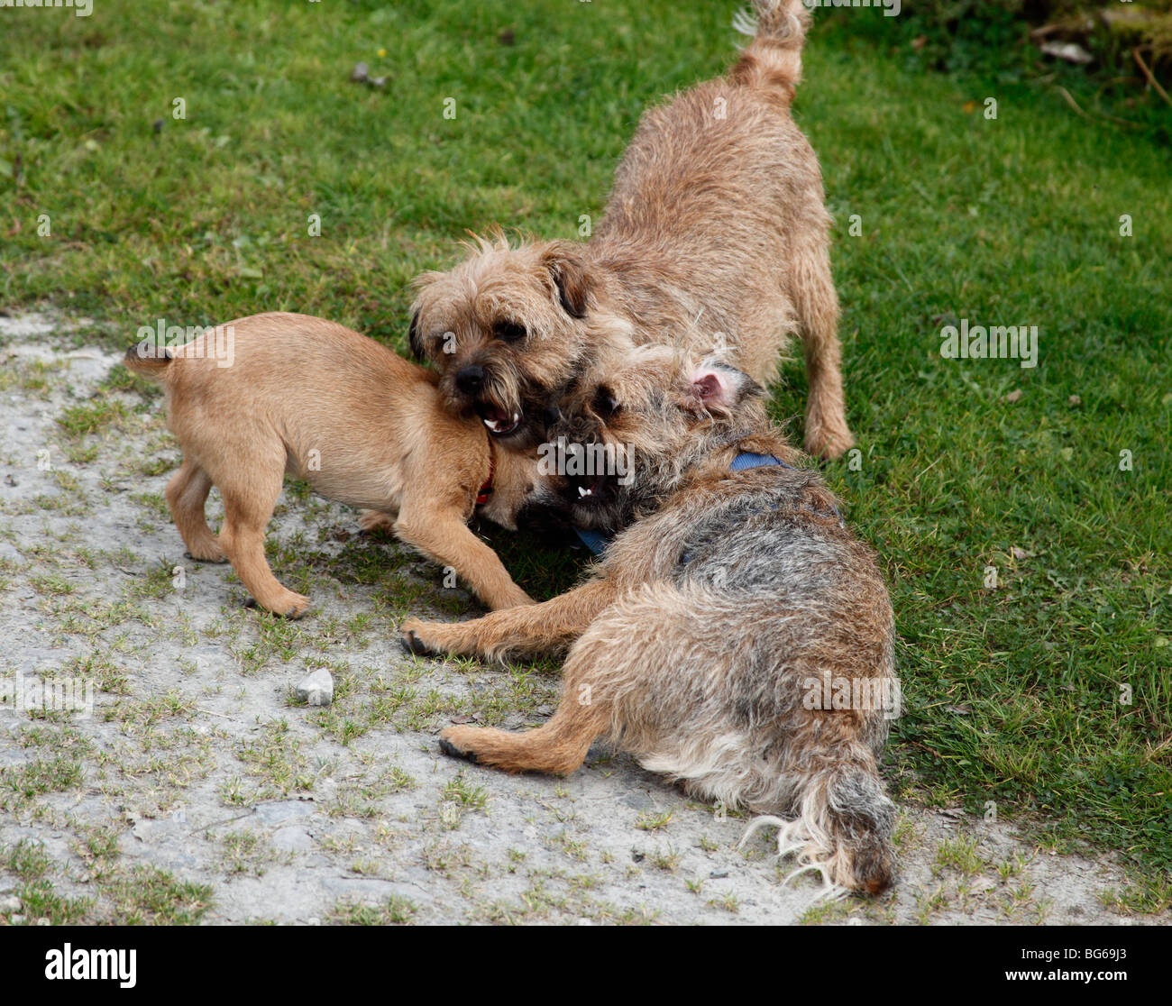 Border puppy hi-res stock photography and images - Alamy