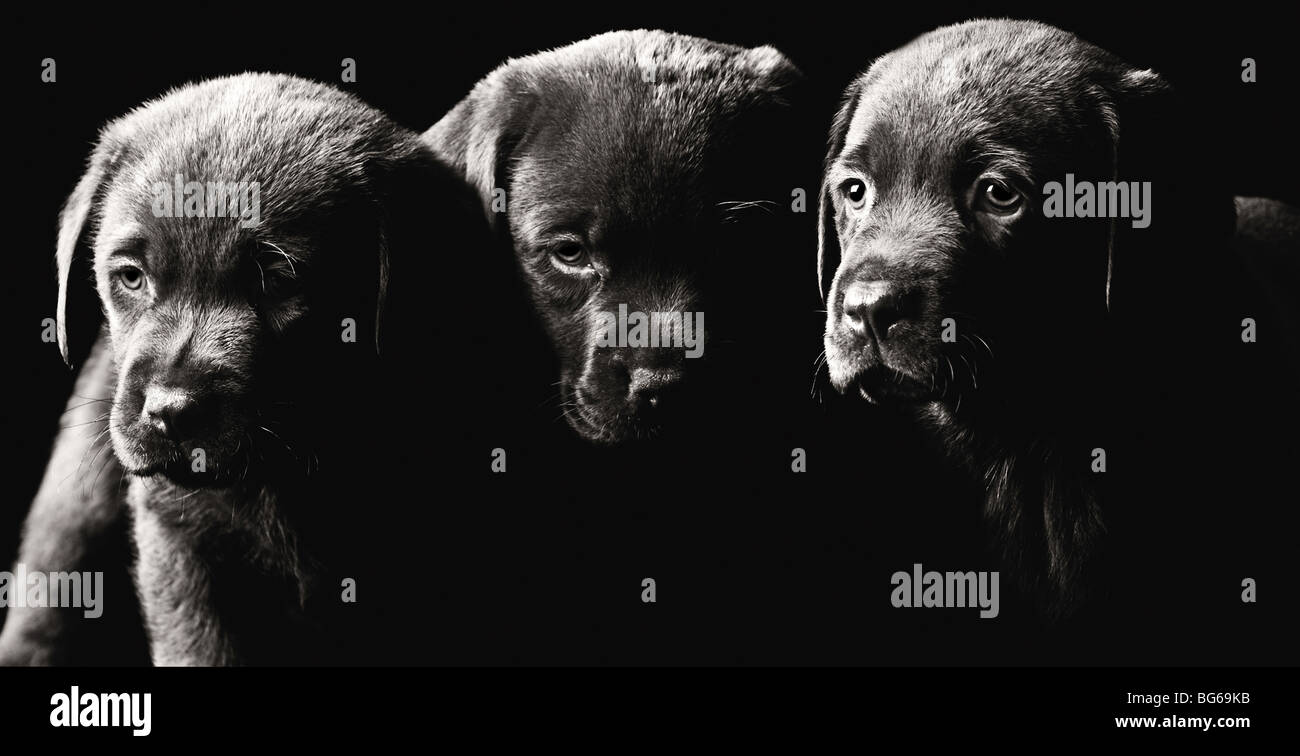 Labrador puppies hi-res stock photography and images - Alamy