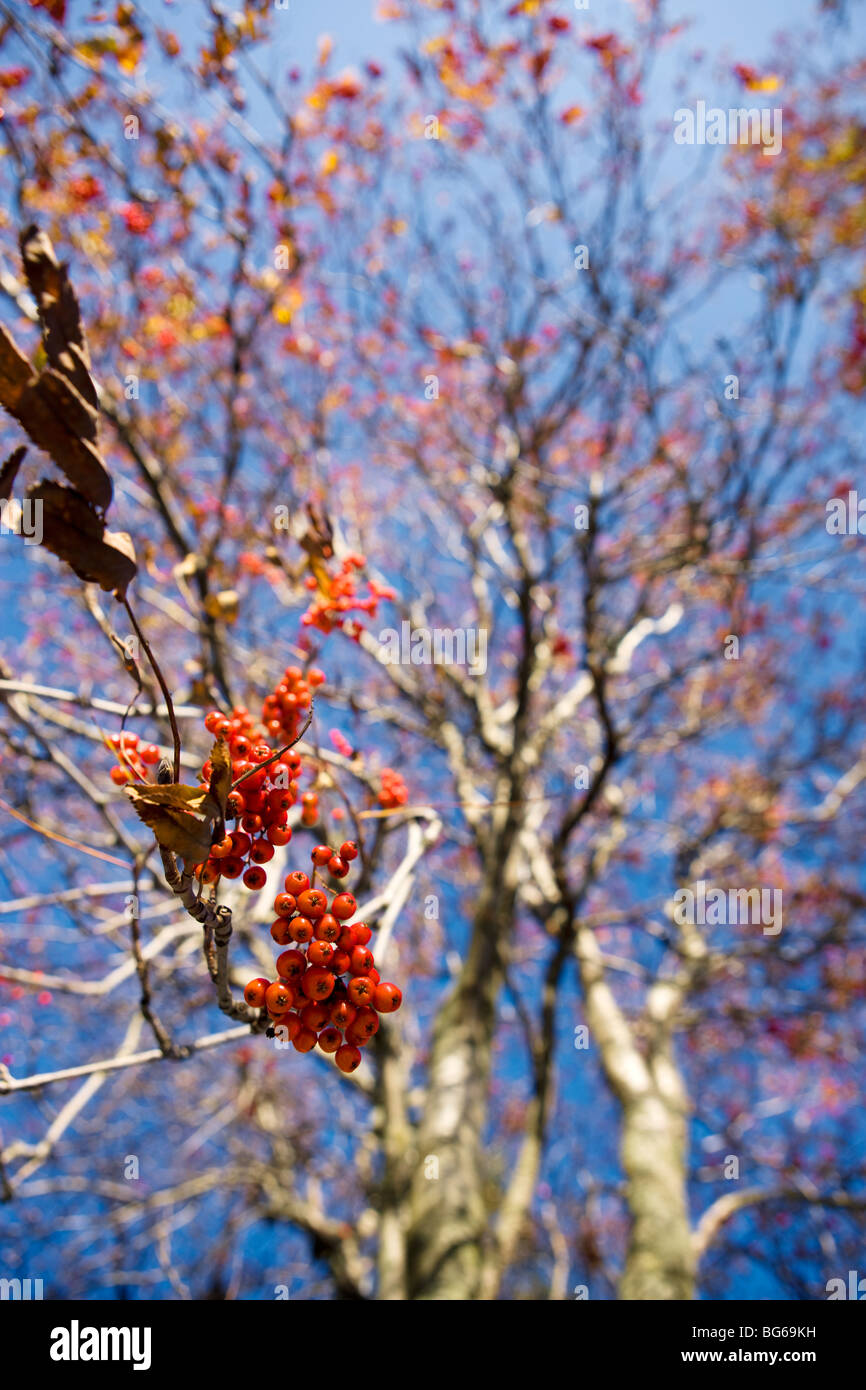 Iceland ash tree hi-res stock photography and images - Alamy