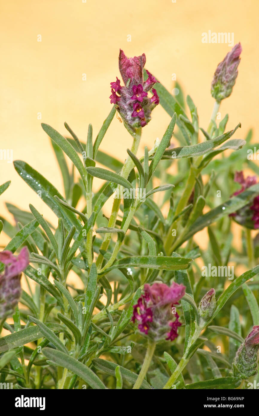 Lavender plant close-up on yellow background Stock Photo - Alamy