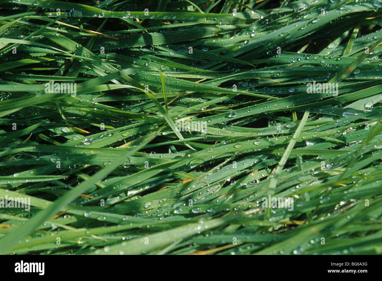 Background Image - Dewy Grass Stock Photo - Alamy