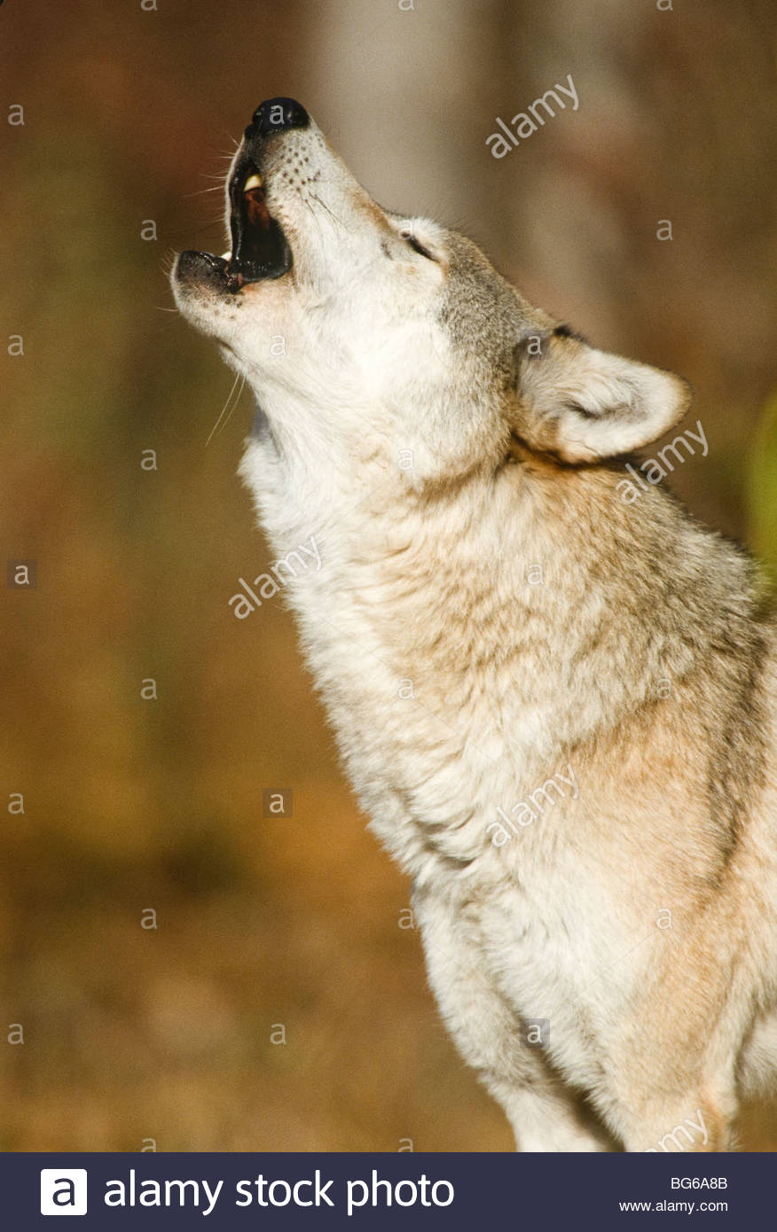 Alaska Northern Grey Wolf Stock Photos & Alaska Northern Grey Wolf ...