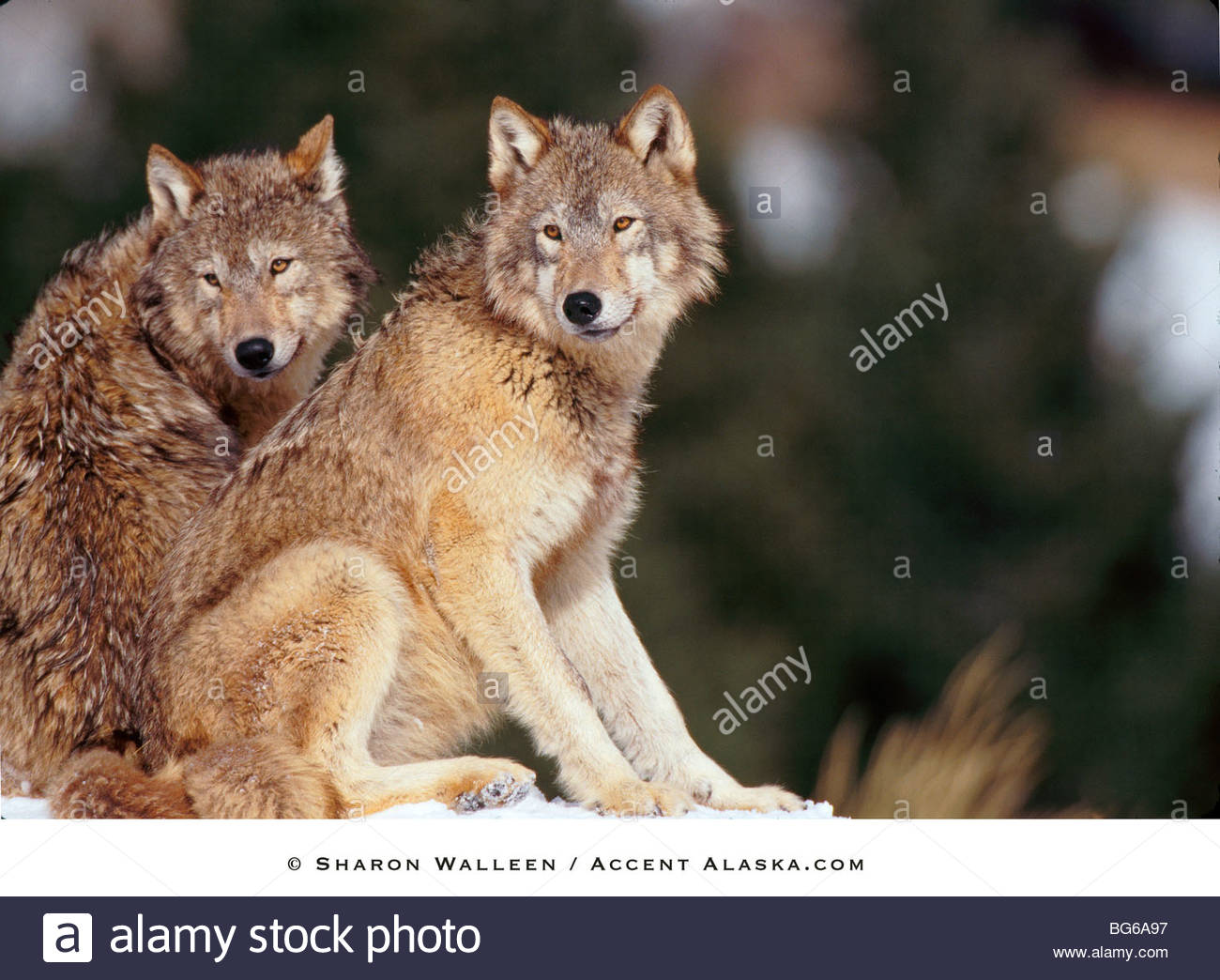 Alaska Northern Grey Wolf Stock Photos & Alaska Northern Grey Wolf ...