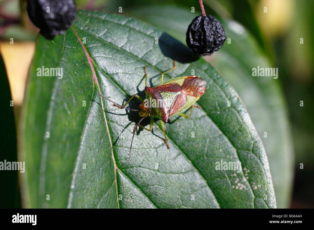 Hawthorn shieldbug (Acanthosoma haemorrhoidale) close up on dogwood ...