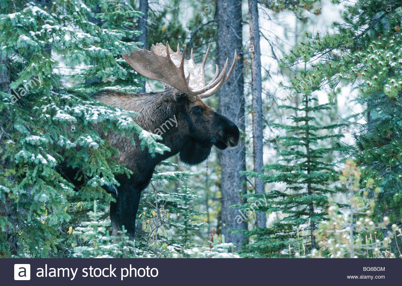 Bull Moose Canada Stock Photos & Bull Moose Canada Stock Images - Alamy